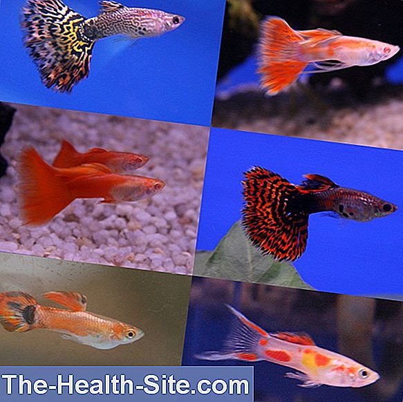Reumatismo: Más Peces, Menos Dolor 💊 Científico-Práctico Medical ...