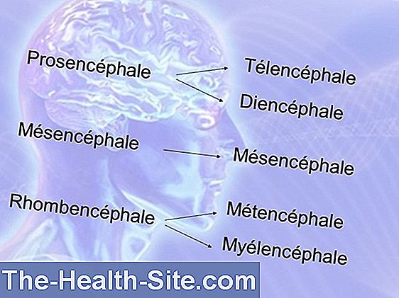 Mésencéphale (Mésencéphale): L'Anatomie Et La Fonction 💊 Scientifique ...