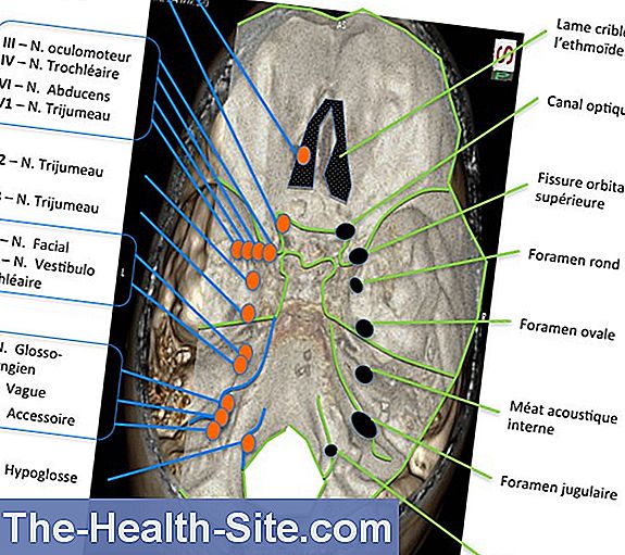 Base De Crâne: Anatomie Et Fonction 💊 Scientifique Et Pratique Medical ...