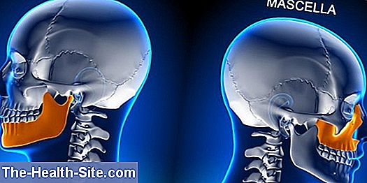 Maxilla: Anatomia E Funzione 💊 Scientifico-Pratico Medical Journal - 2025