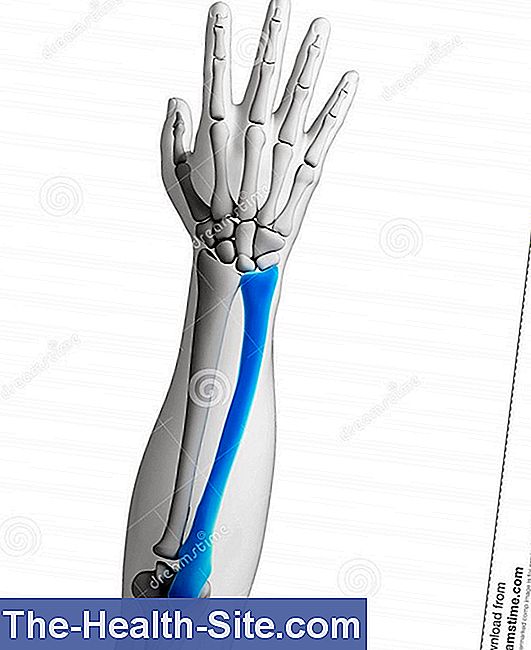 Ulna: Functie, Anatomie En Ziekten 💊 Wetenschappelijk-Praktische ...