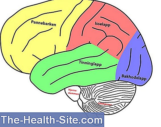 Hofteledd: Funksjon, Anatomi Og Sykdommer 💊 Scientific-Praktisk Medical ...