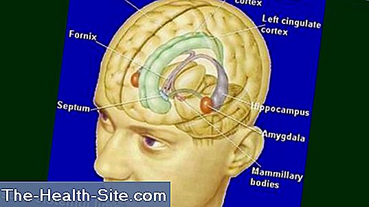Sistemul Limbic: Funcție Și Structură 💊 Științifico-Practic Medical ...