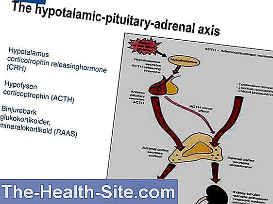 Hypofys (Hypofysen): Anatomi Och Funktion 💊 Scientific-Praktisk Medical ...