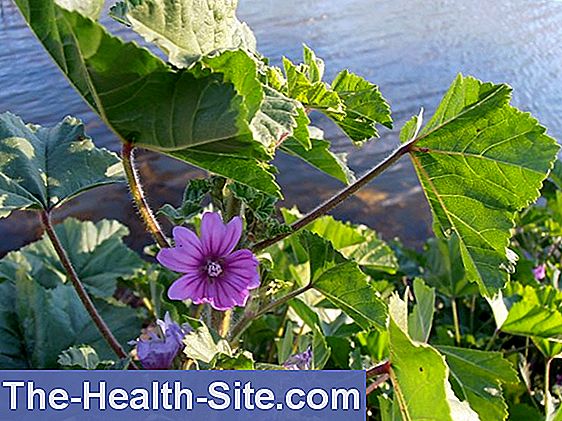 Diphallia (Doppelpenis): Causas, Tratamiento, Consecuencias 💊 ...
