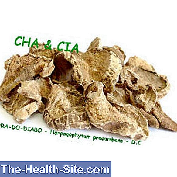 Garra Do Diabo (Harpagophytum Procumbens) 💊 Científico-Prática Medical ...